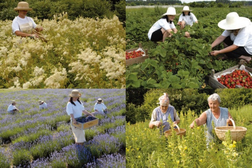 Hortus Botanicus & Apothicus – Botanicus Canada